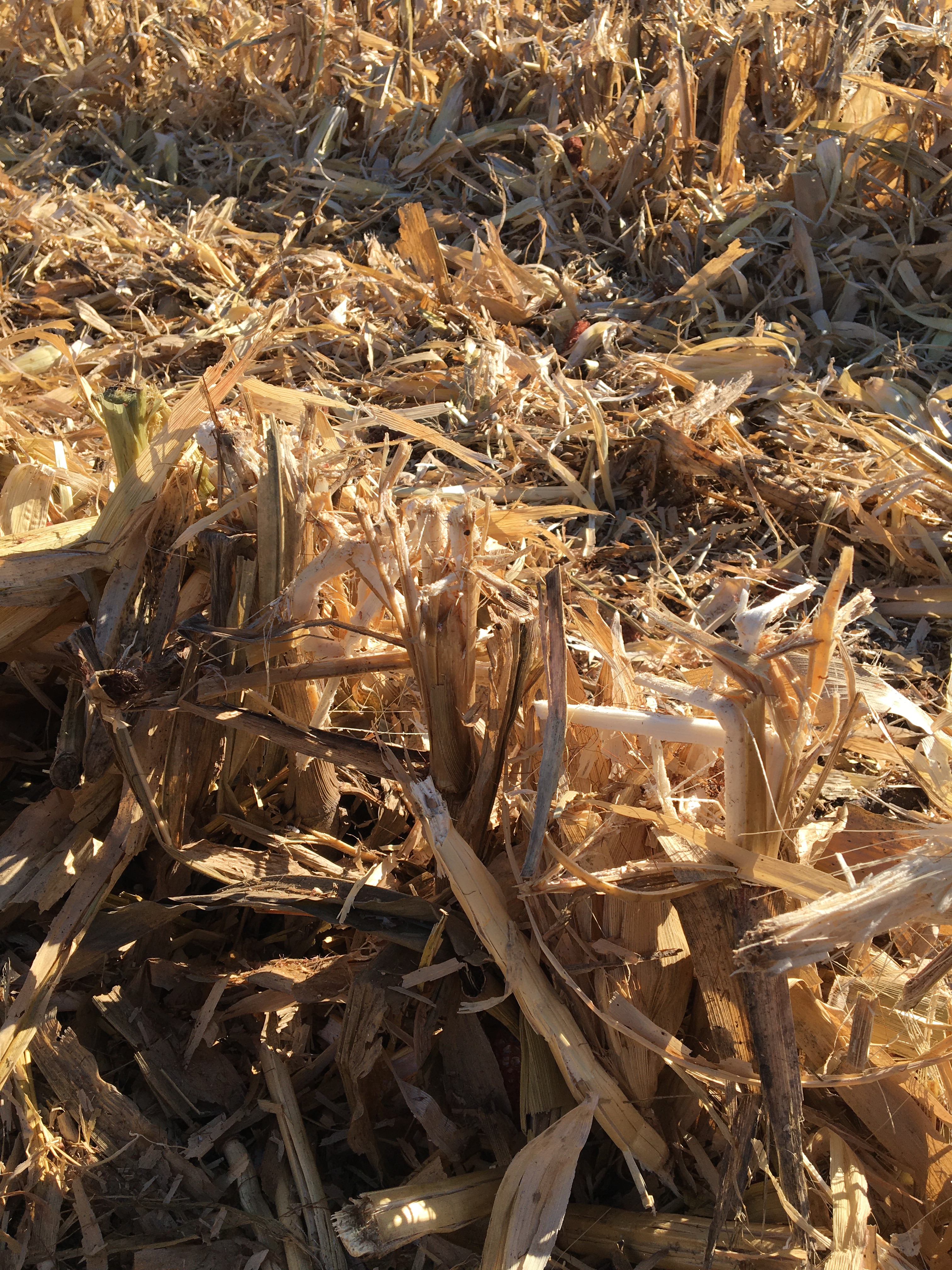John Deere RowMax Chopping Corn Head Stalk Rolls – Sloan Support